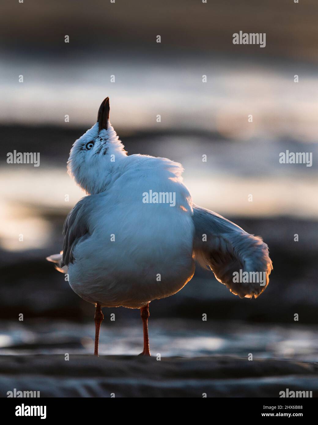 Backlit seagull preening, looking up at the sky. Vertical format Stock ...