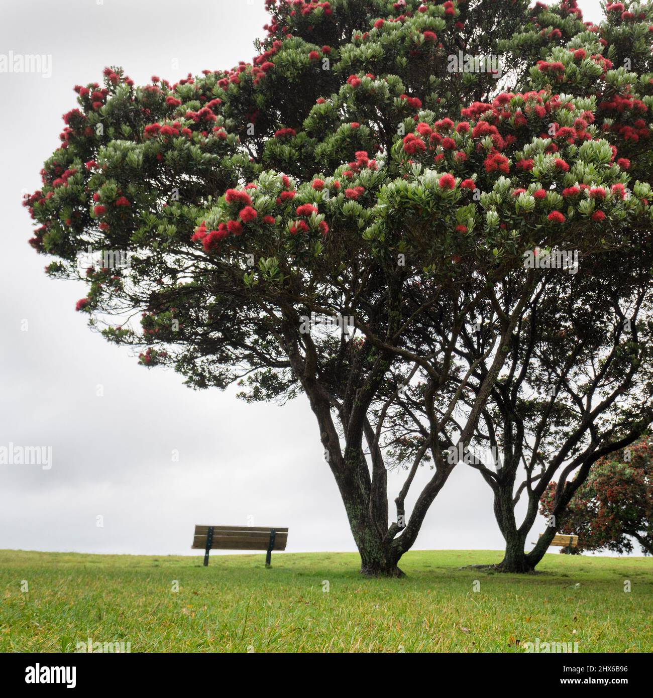 New zealand christmas tree flower hi-res stock photography and images ...