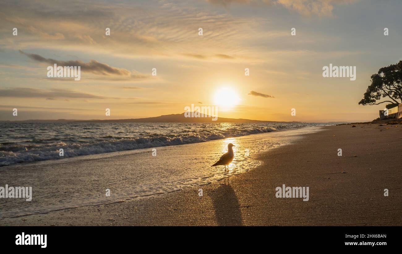 Backlit seagull wading in the sea water with Rangitoto Island in the ...