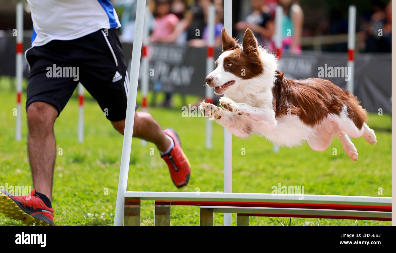 Dog competes in an agility tournament where they must pass obstacles ...