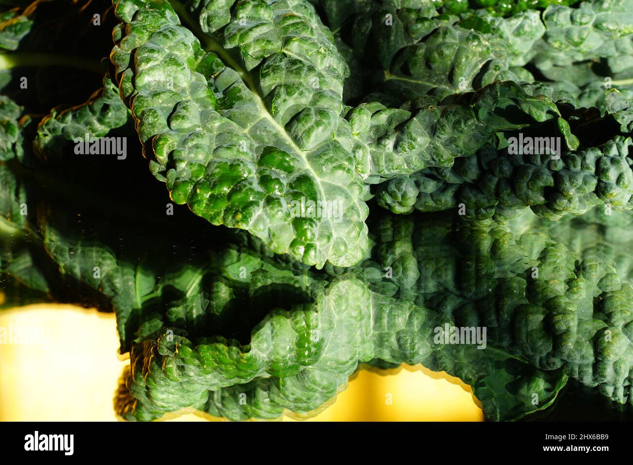 Dinosaur kale hi-res stock photography and images - Alamy