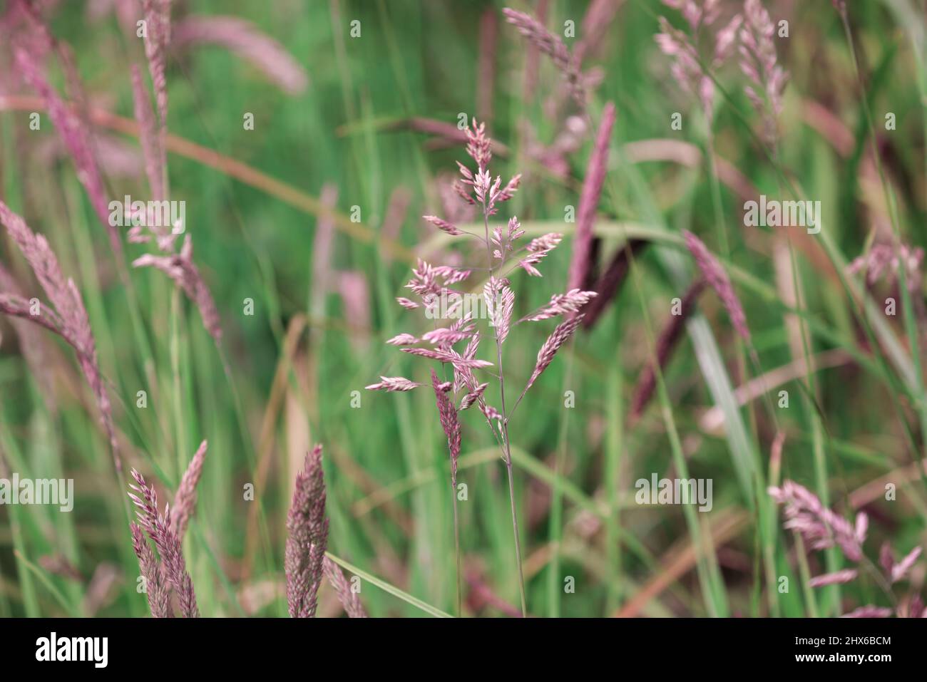 purple grass going to seed with tall green stalks Stock Photo - Alamy