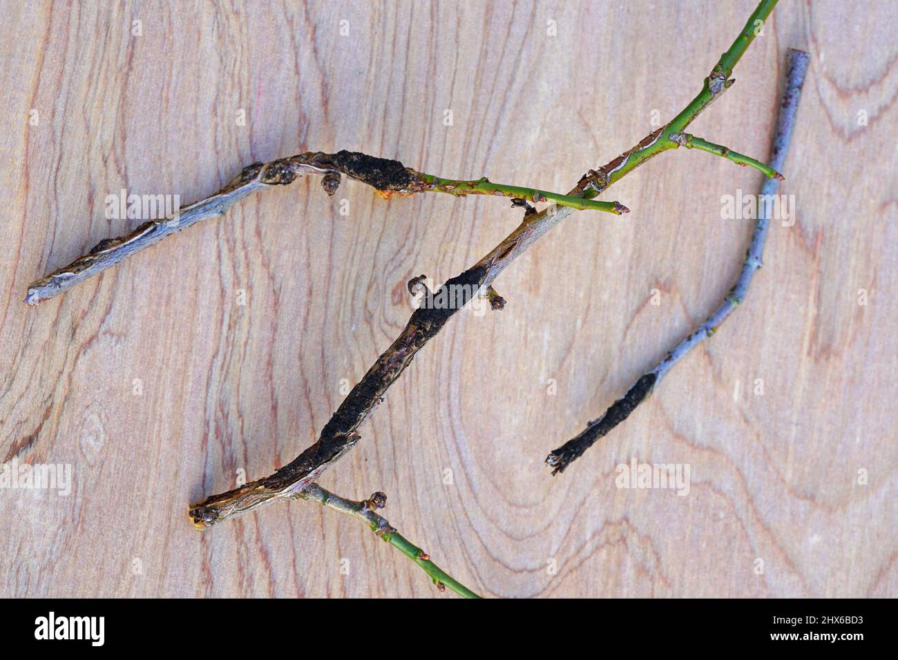 Black knot disease (Apiosporina morbosa) on a Japanese plum tree branch ...