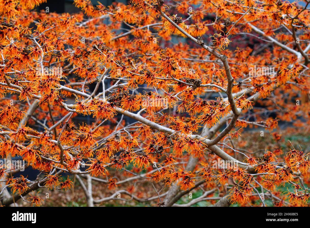 Yellow orange flowers of witch hazel hamamelis shrub Stock Photo - Alamy