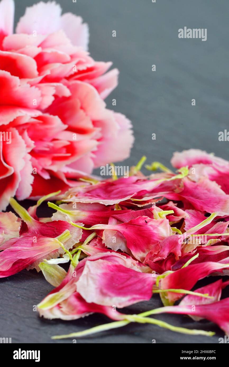 Pressed carnation flower petals in pink and white Stock Photo - Alamy