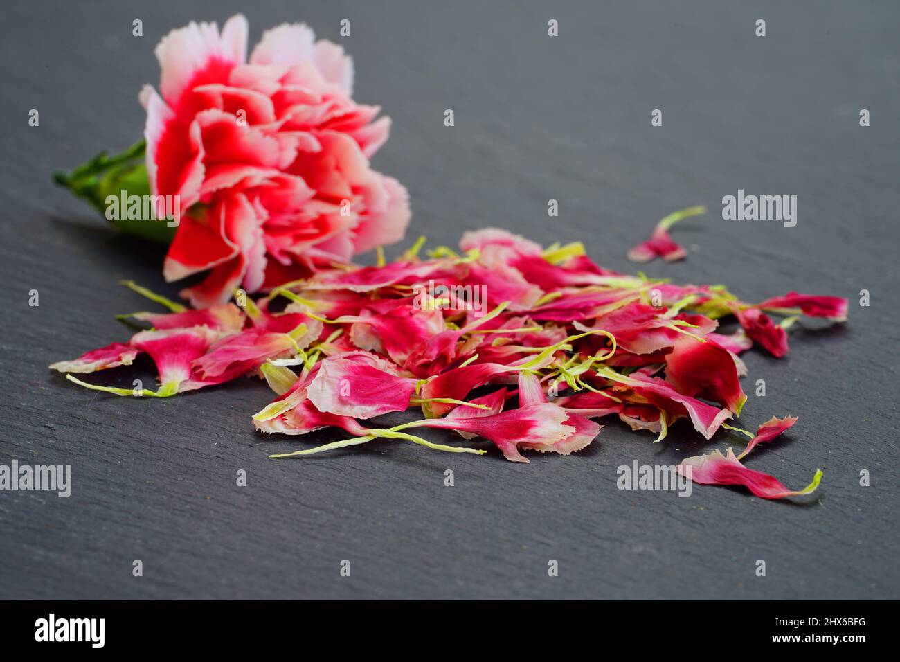 Pressed carnation flower petals in pink and white Stock Photo - Alamy