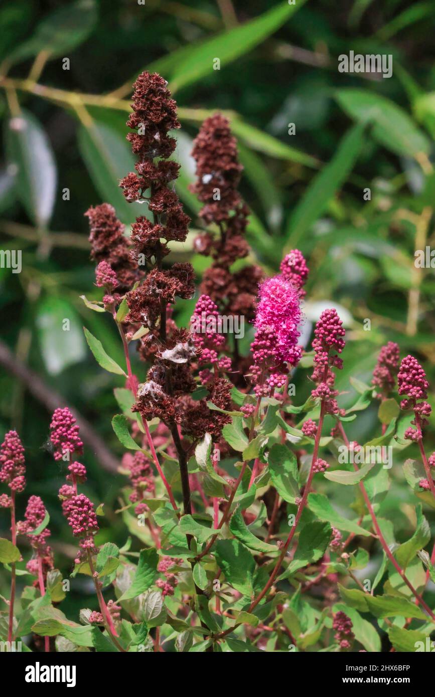 Light green bush with tall pink stalks of flowers that are drying out ...