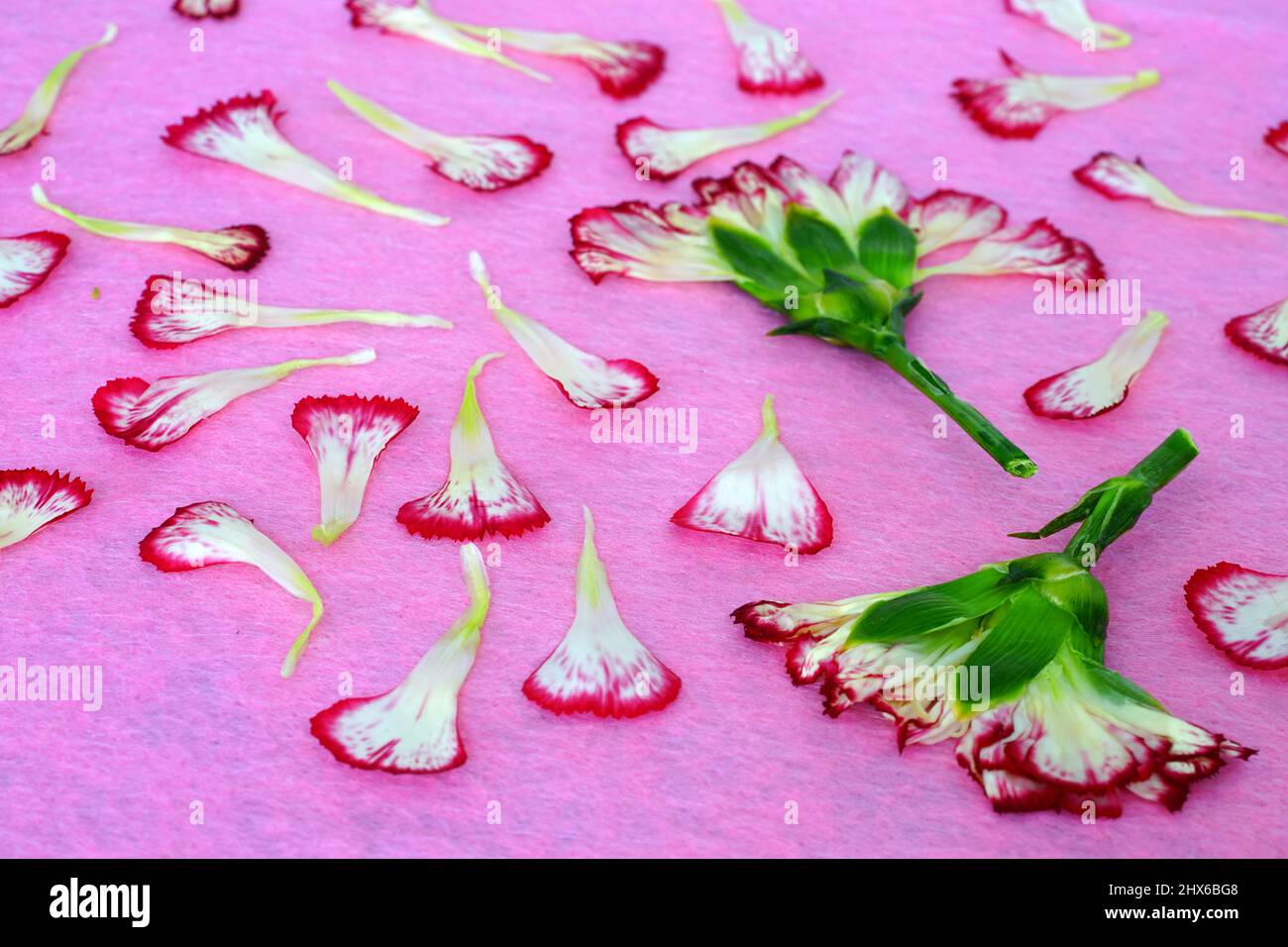 Pressed carnation flower petals in pink and white Stock Photo - Alamy