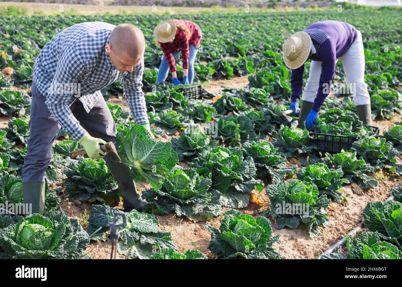 Man harvesting cabbage in farm field Stock Photo - Alamy