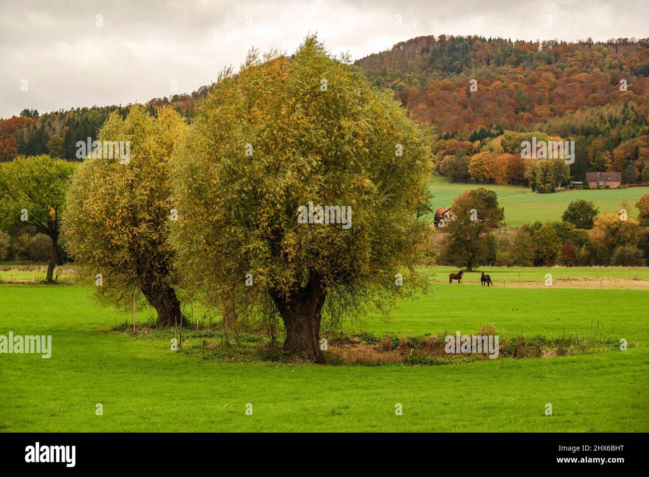 Pollard willow trees hi-res stock photography and images - Alamy