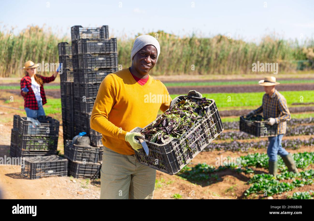 Afro american male farmer holding crate with red romaine Stock Photo ...