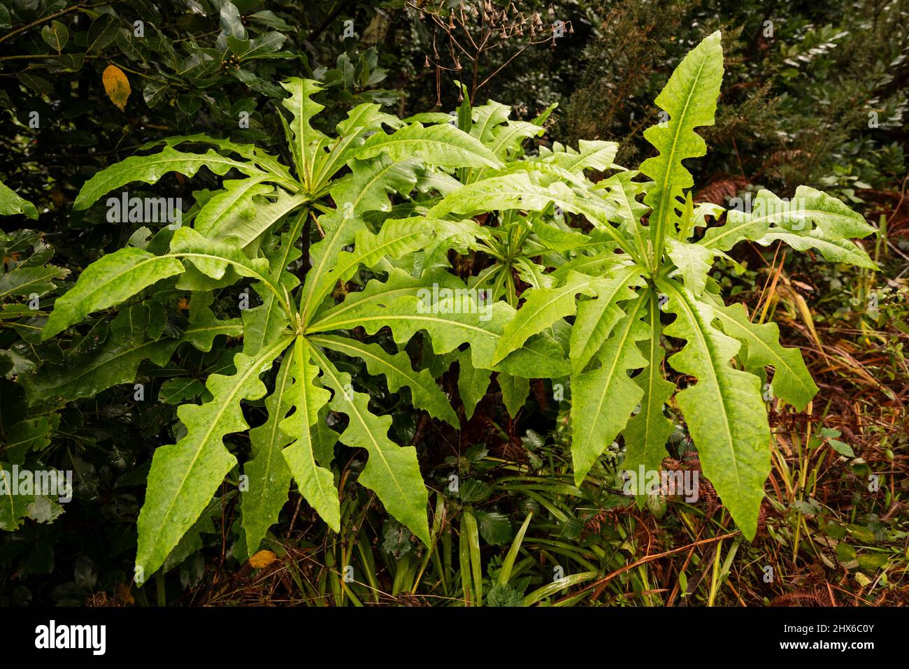 Close-up of a cluster of giant sow thistles (Sonchus fruticosus), also ...