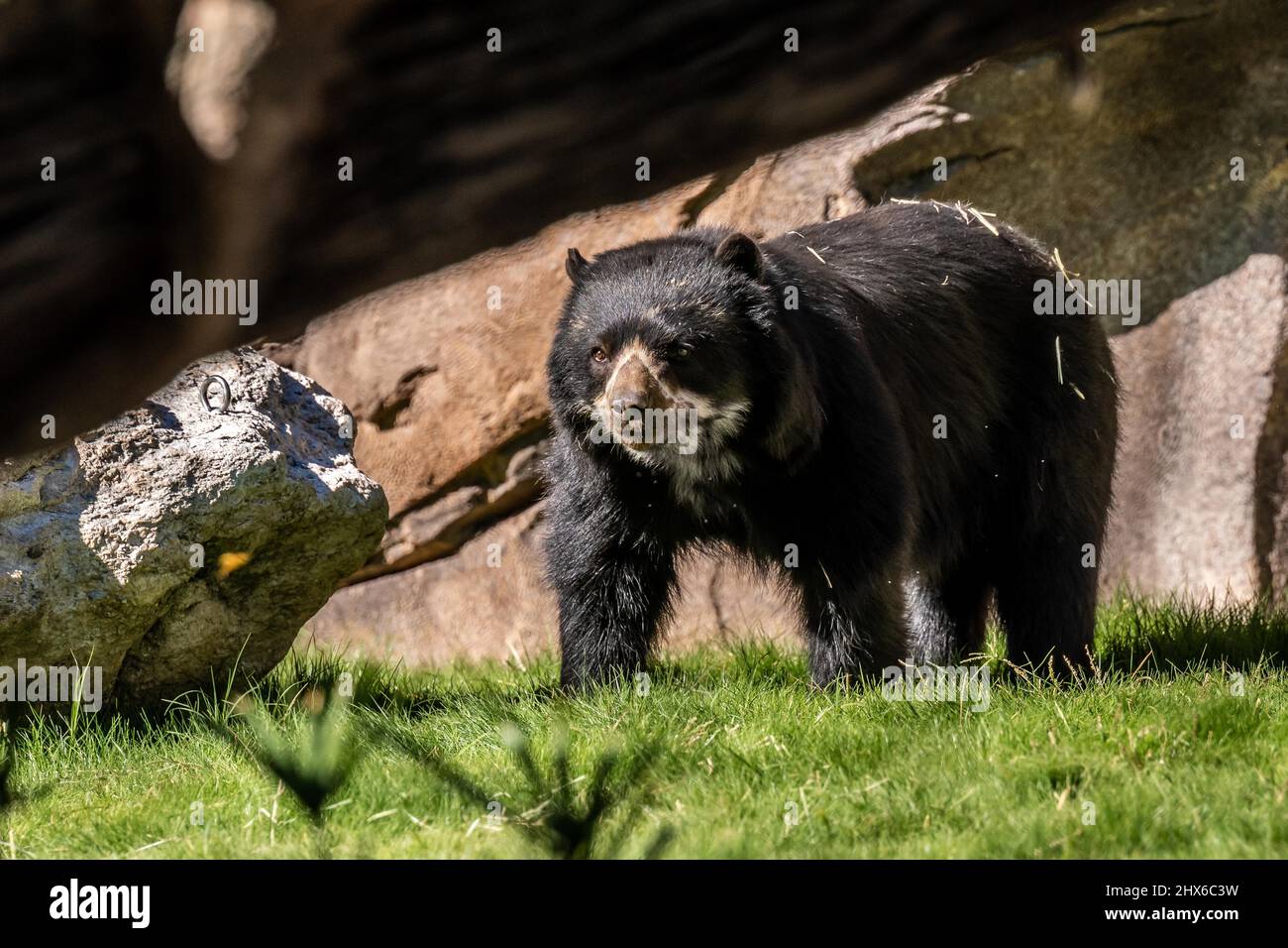 A large Andean Bear in Tucson, Arizona Stock Photo - Alamy
