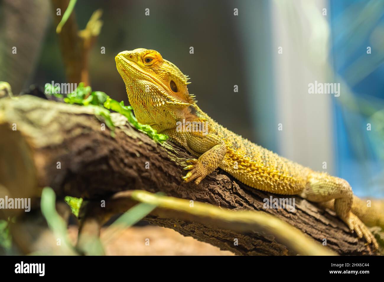 A yellow Bearded Dragon in Tucson, Arizona Stock Photo - Alamy
