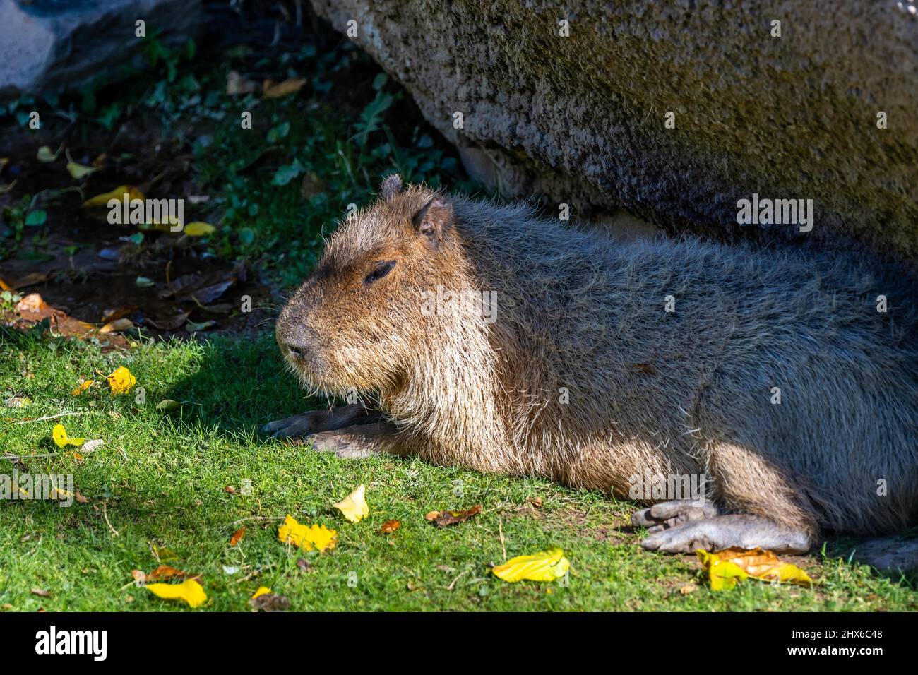 A furry Greater Capybara in Tucson, Arizona Stock Photo - Alamy