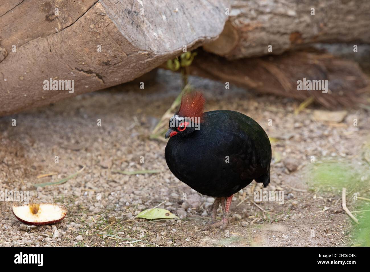A Crested Wood Partridge in Tucson, Arizona Stock Photo - Alamy