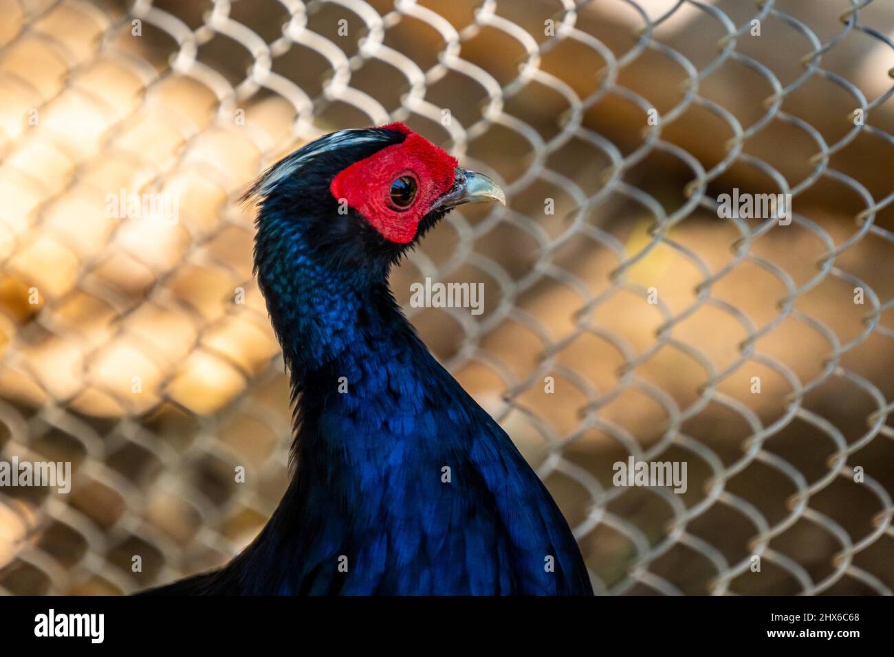A bluish black Kalij Pheasant in Tucson, Arizona Stock Photo - Alamy