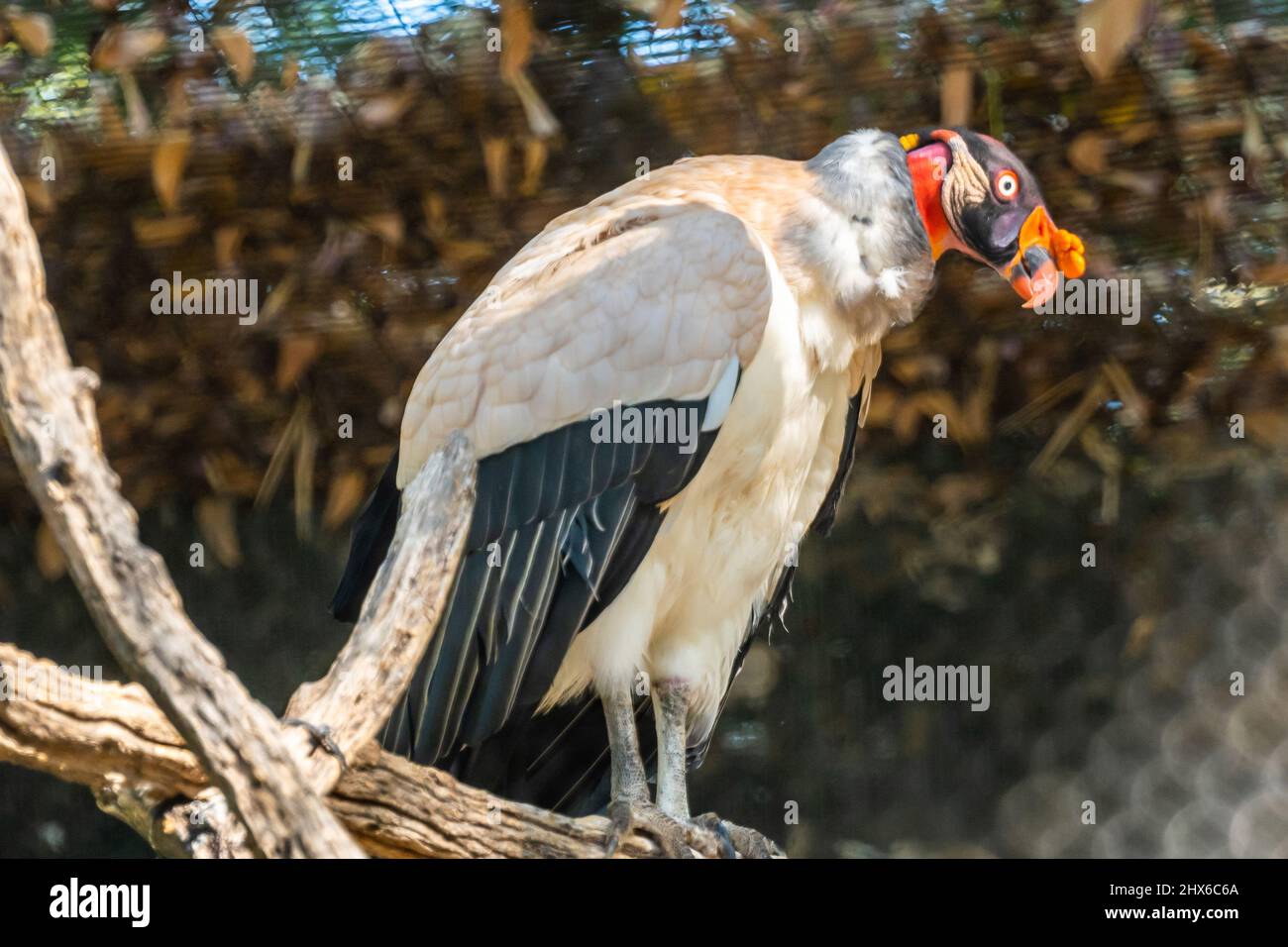 Majestic king vulture hi-res stock photography and images - Alamy