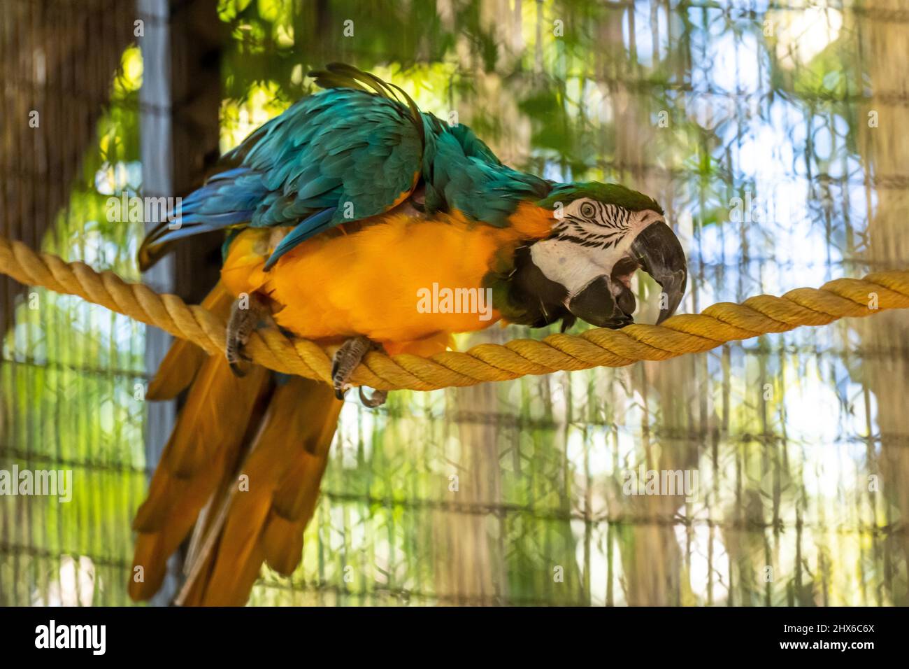Arizona Parrots Tucson Az