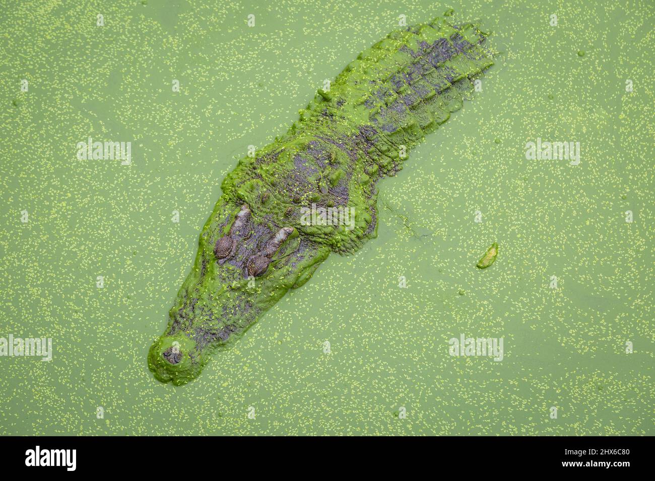 Crocodile head floating on the water background Stock Photo - Alamy