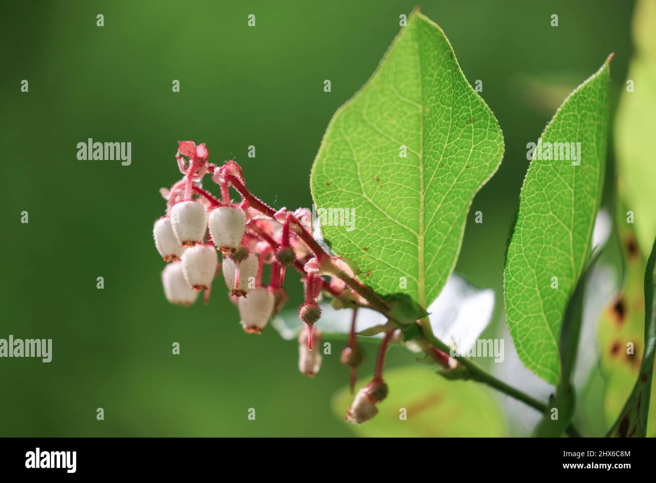 blooming white berry flowers drooping from stem with green buds in ...