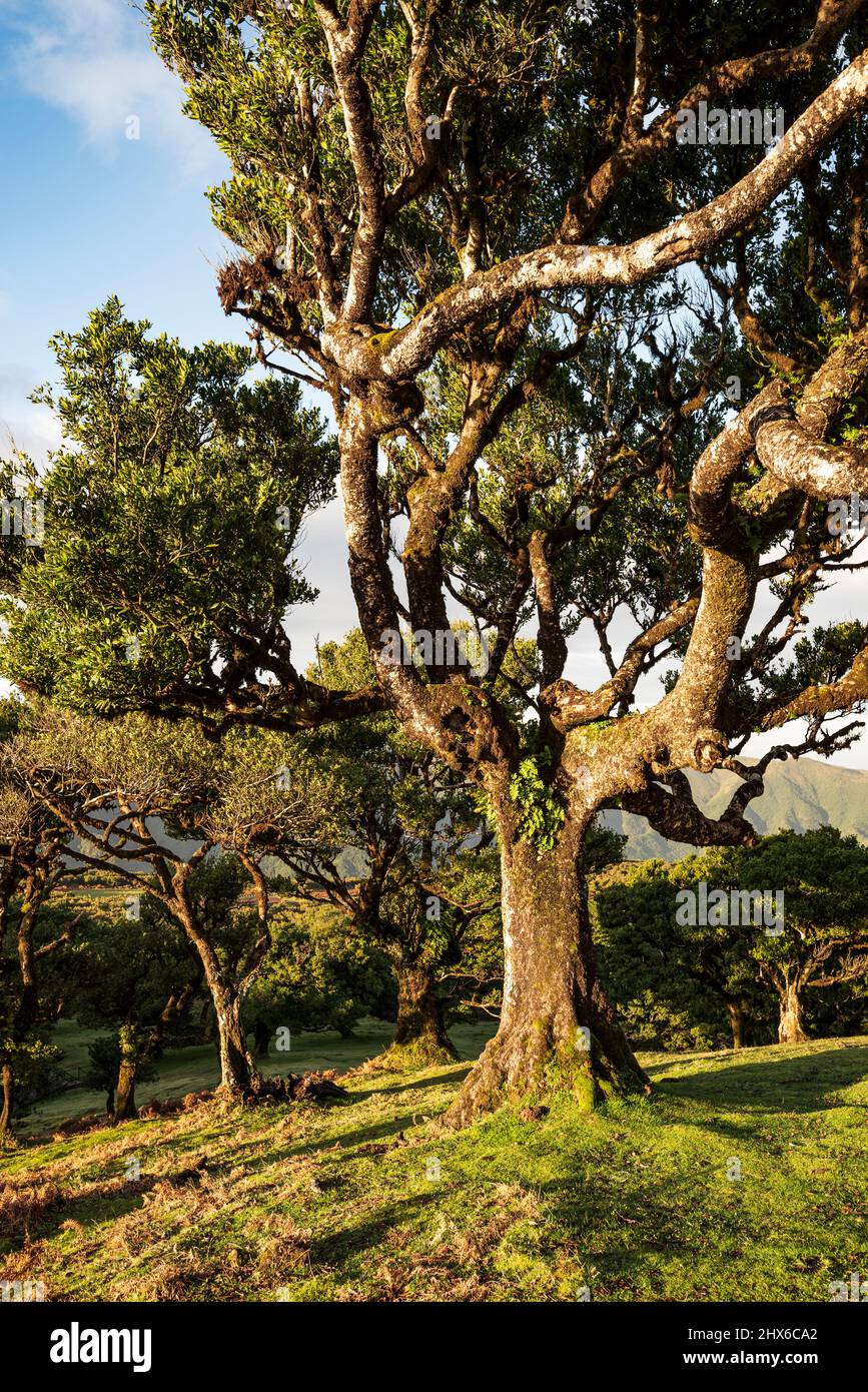Old laurel trees hi-res stock photography and images - Alamy