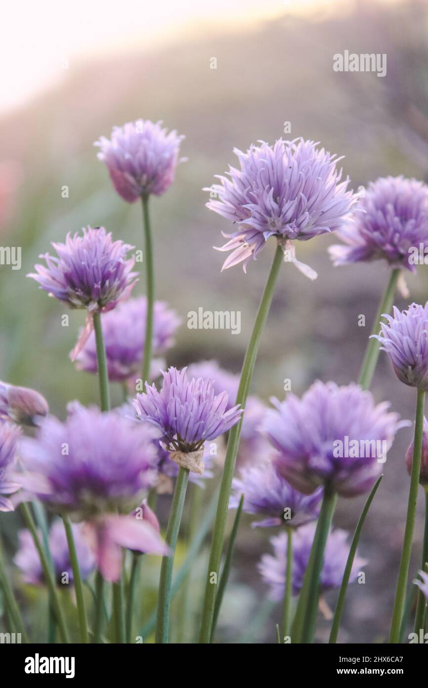 Gardening in saskatchewan hi-res stock photography and images - Alamy