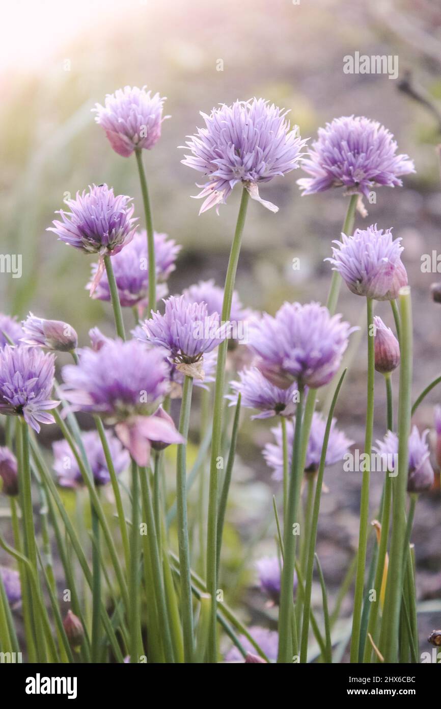Cold tolerant flower seeds hi-res stock photography and images - Alamy