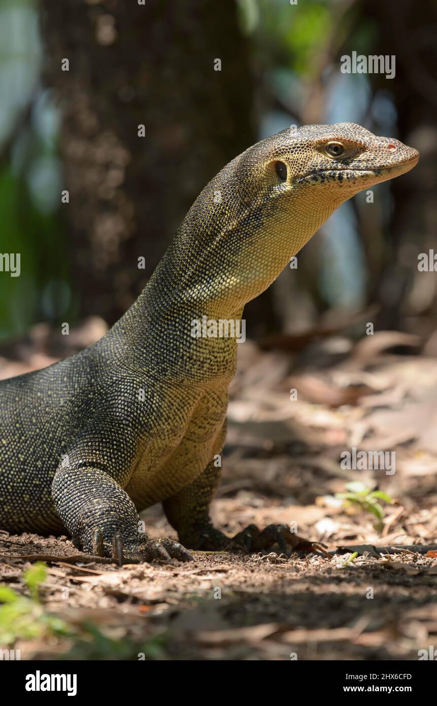 Lizard goanna hi-res stock photography and images - Alamy