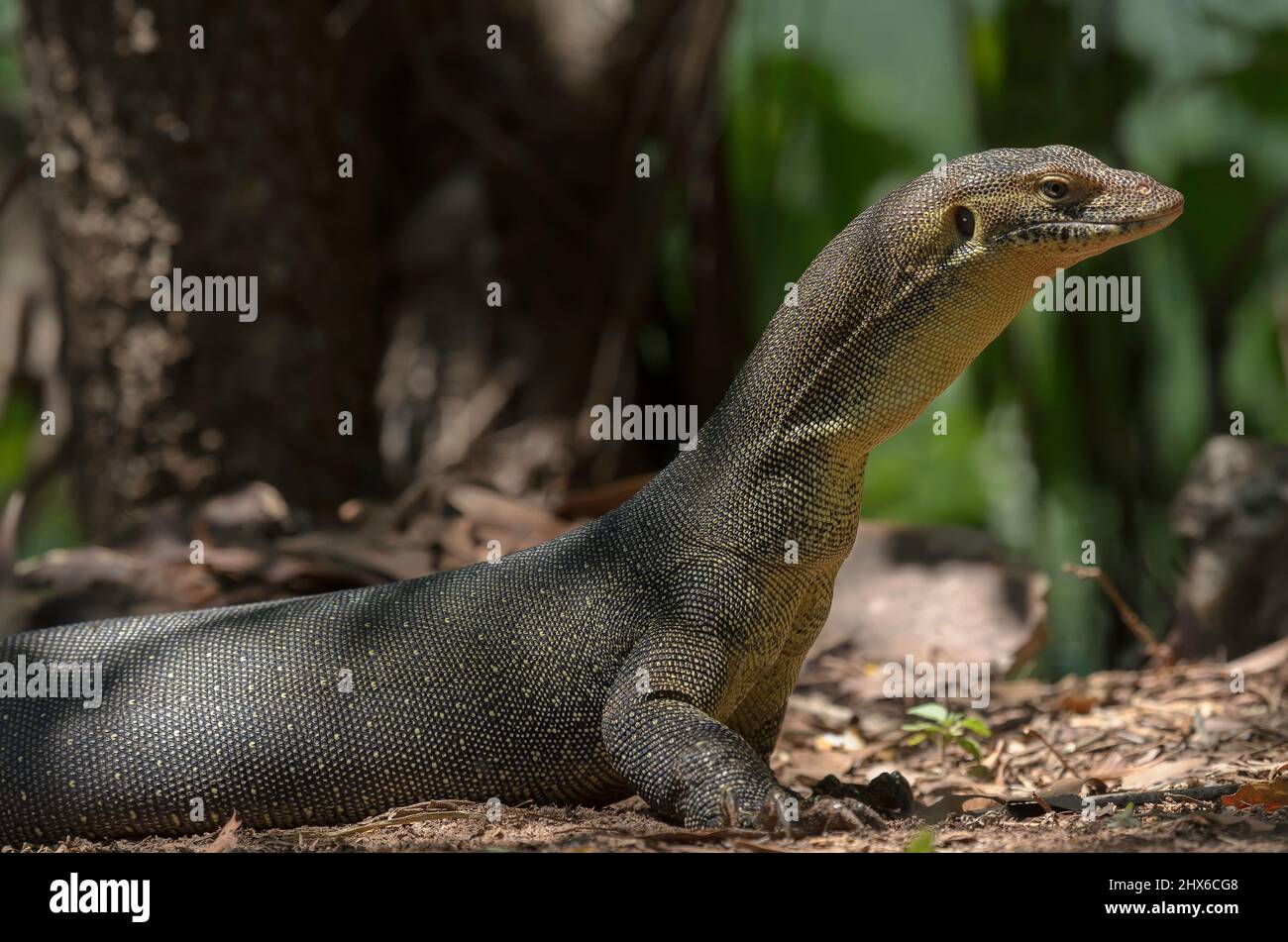 Goanna or Sand monitor next to the lake at Howard Springs Nature Park ...