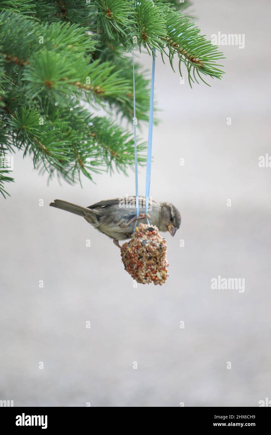 Sparrow eating a seed hi-res stock photography and images - Alamy