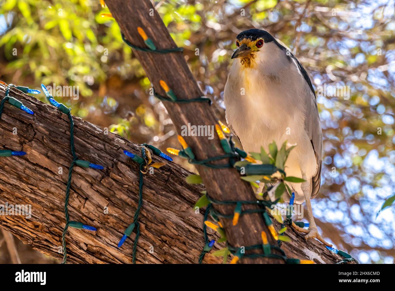 A large Peregrine Falcon in Tucson, Arizona Stock Photo - Alamy