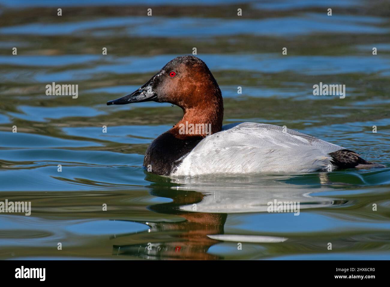 Canvasback pond hi-res stock photography and images - Alamy