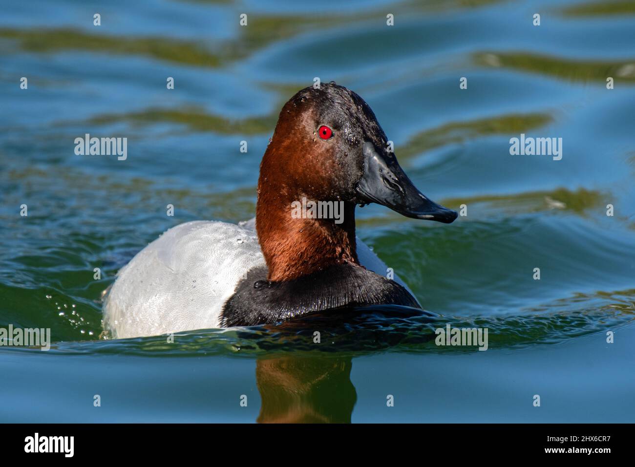 Canvasback (Aythya valisineria Stock Photo - Alamy