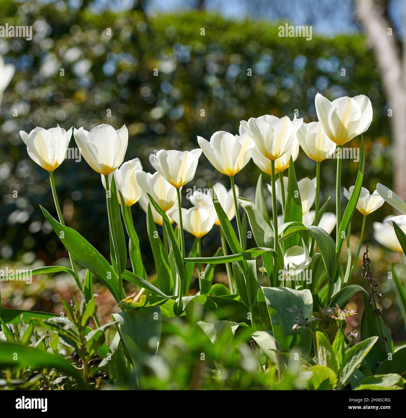 White tulips in my garden. A photo of beautiful white tulips in the ...