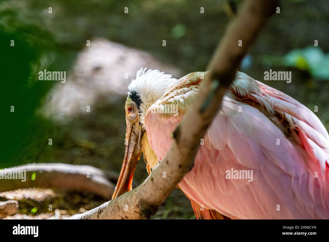 A pink Roseate Spoonbill in Tucson, Arizona Stock Photo - Alamy