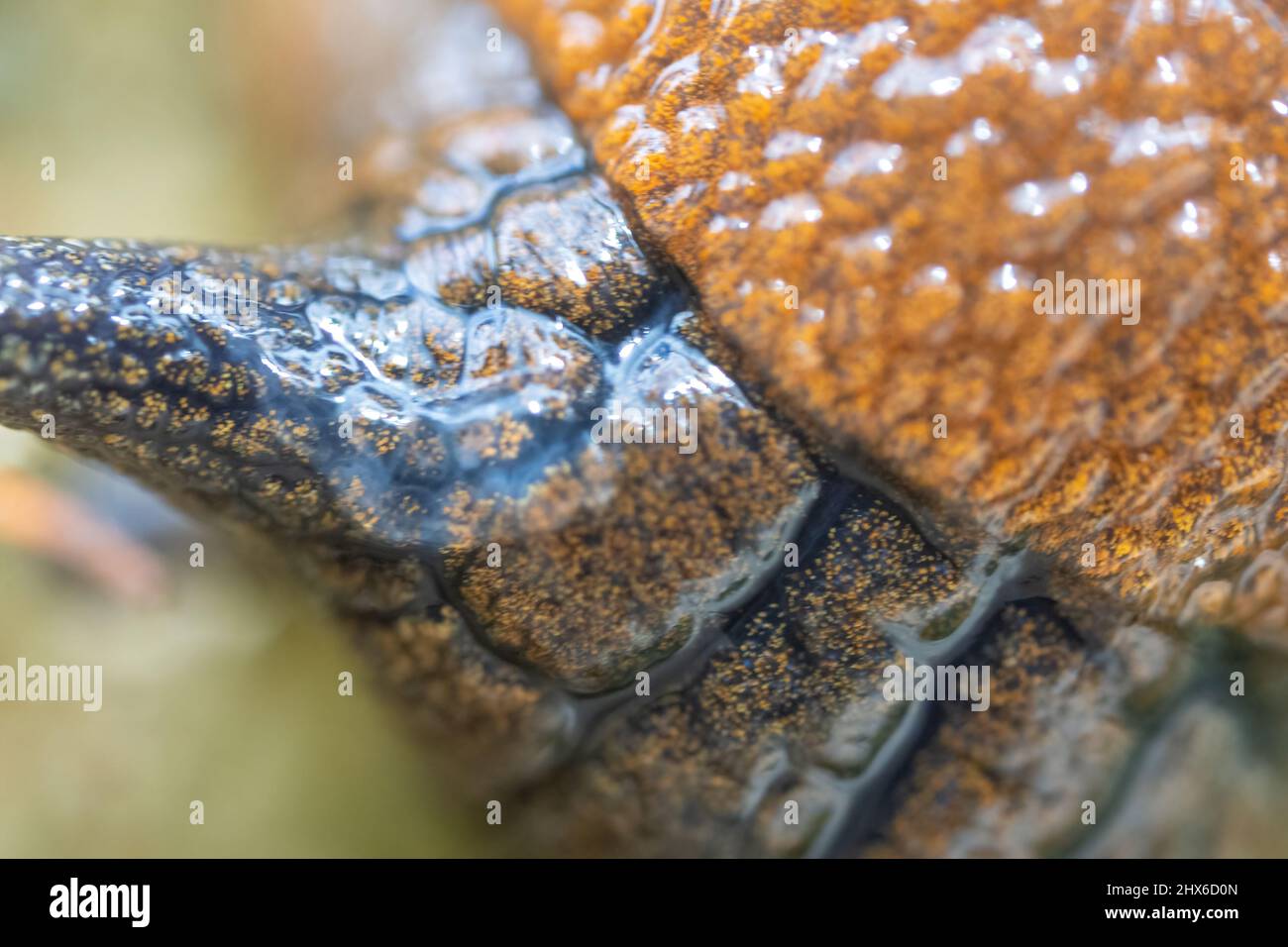 close up detailed image of the texture of slimy slug skin Stock Photo ...