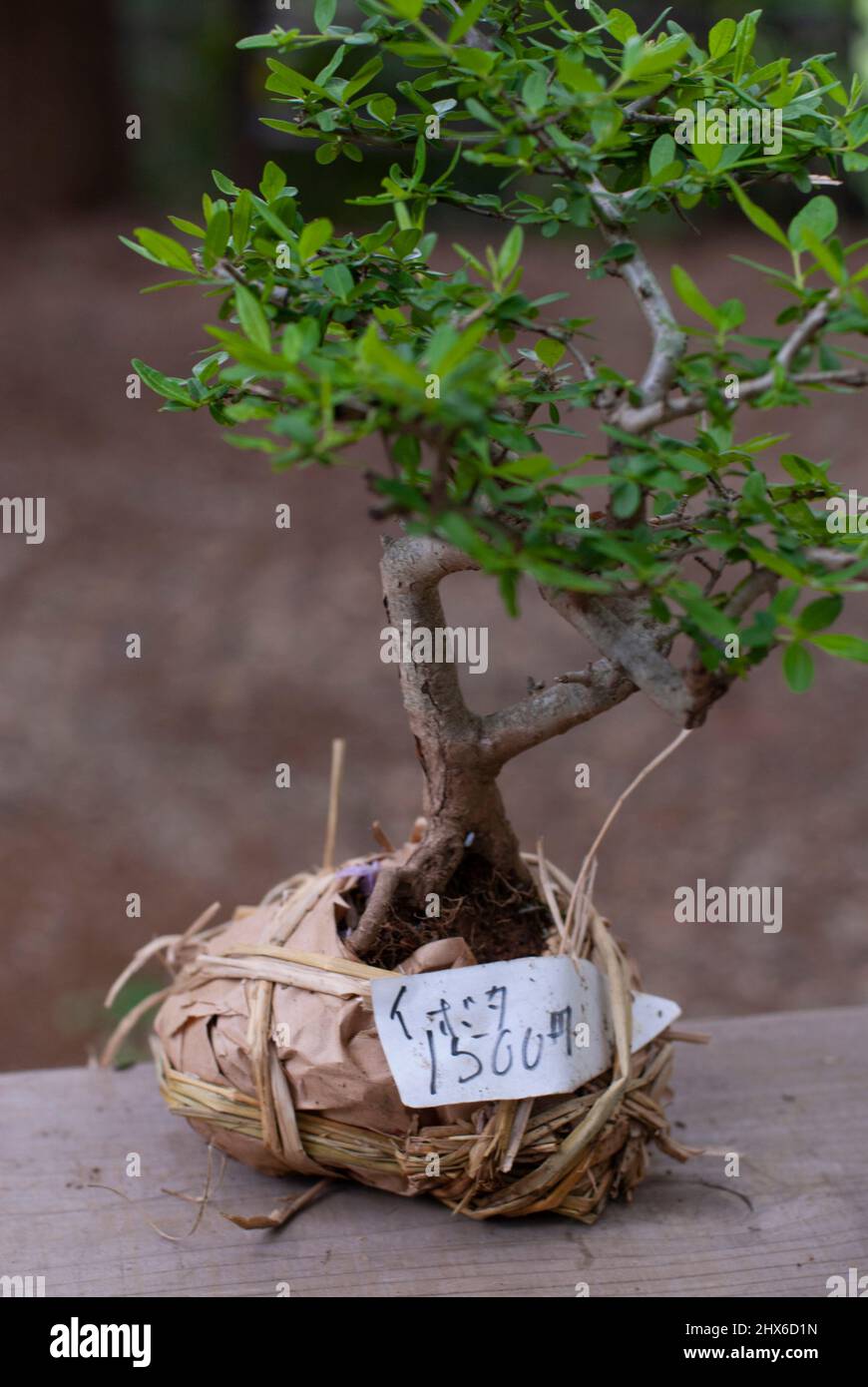 Border privet ligustrum obtusifolium hi-res stock photography and ...