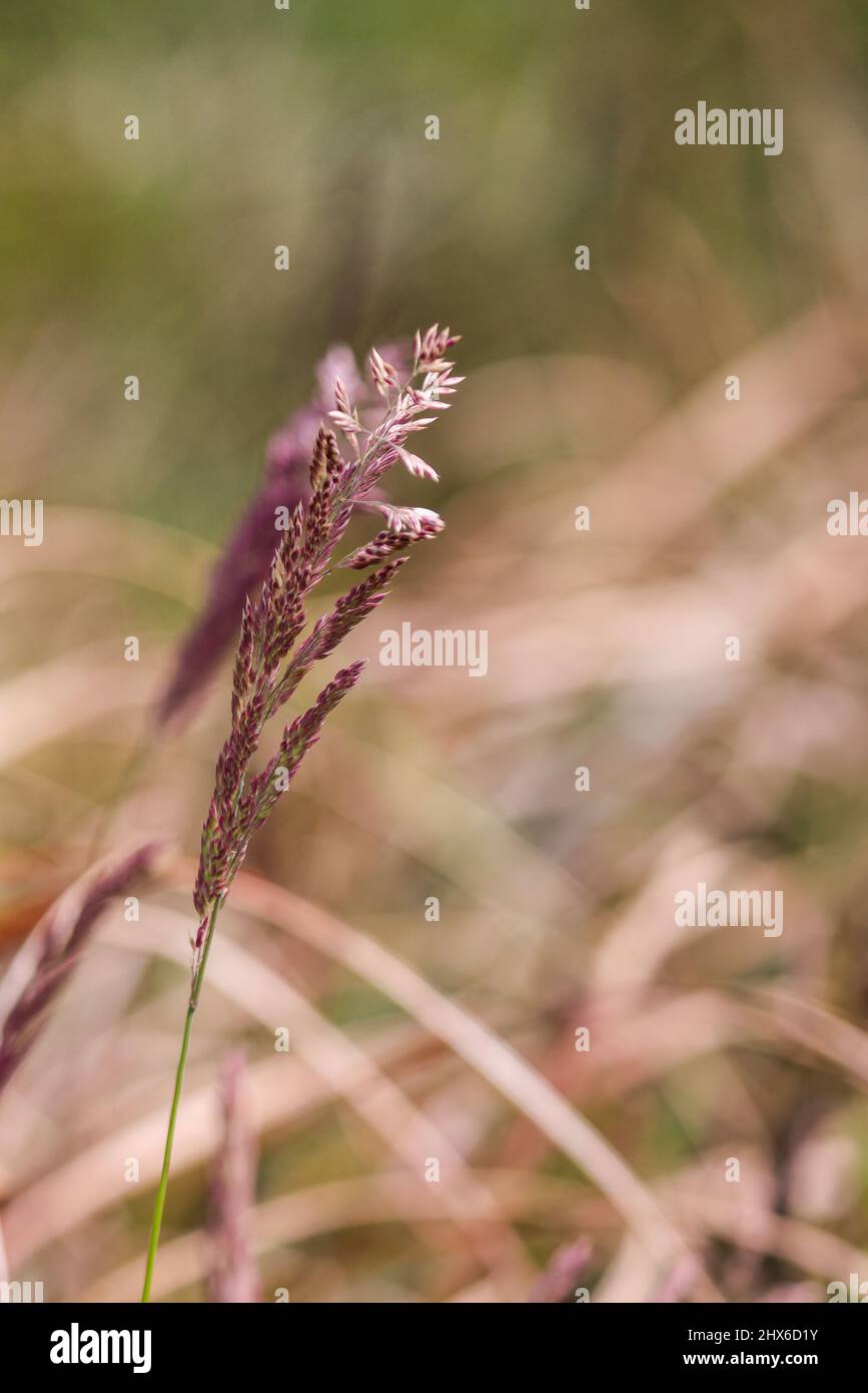 Feathery red purple grass flower hi-res stock photography and images ...