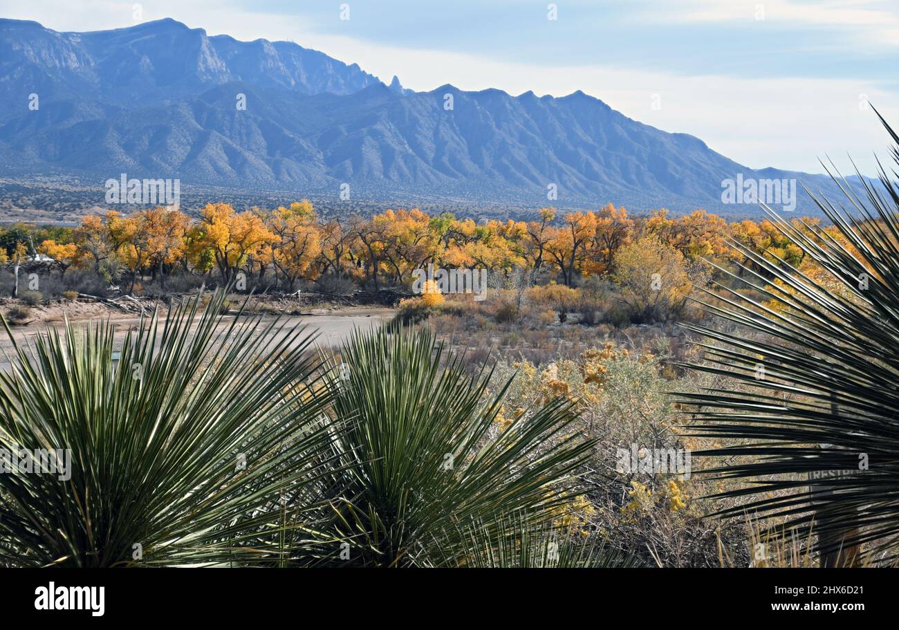 Rio Grande River fall color of the cottonwood trees in late october ...