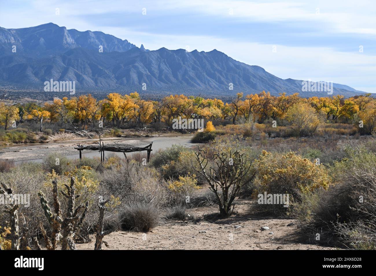 Rio grande cottonwood forest hi-res stock photography and images - Alamy