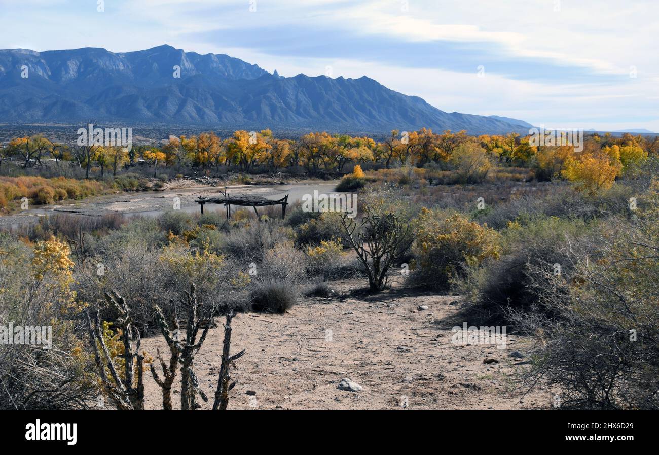 Fall colors along the cottonwood Rio Grande riverbank with the Sandia ...