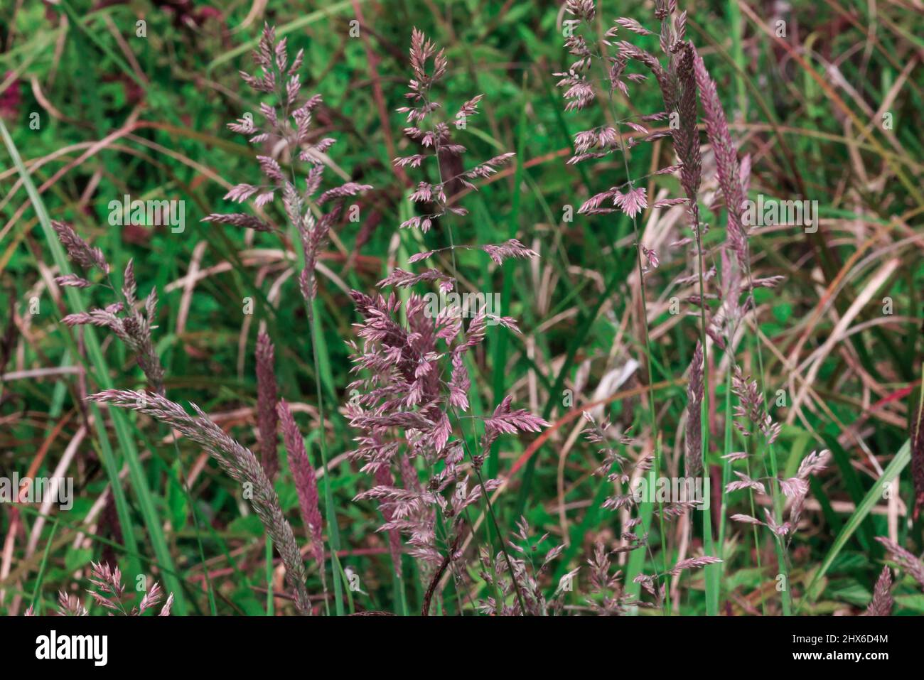 Feathery red purple grass flower hi-res stock photography and images ...