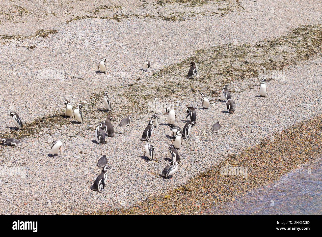 Magellanic penguins. Punta Tombo penguin colony, Patagonia, Argentina ...