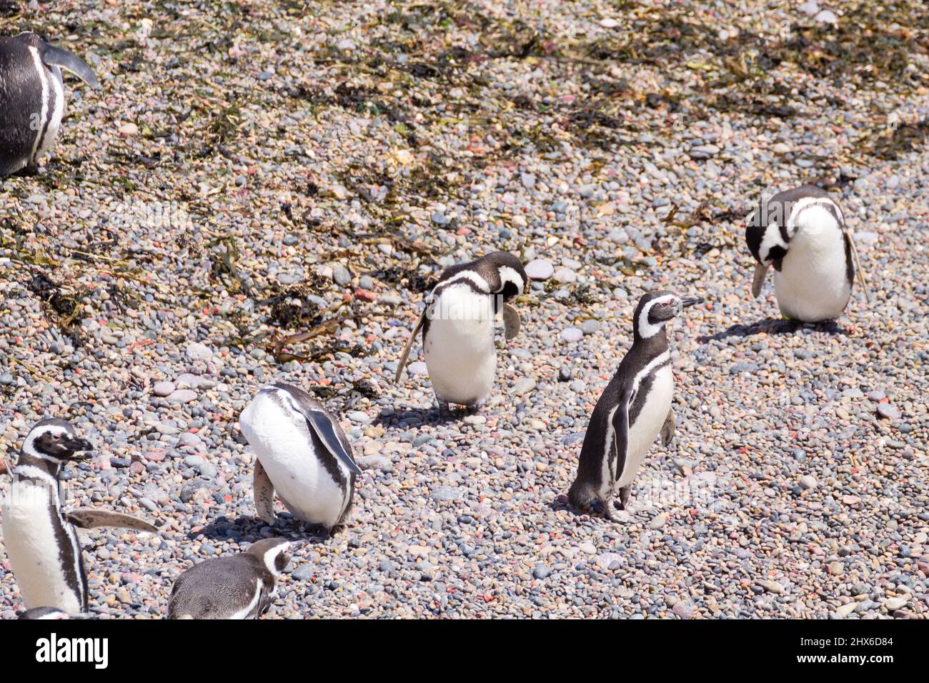 Magellanic penguins. Punta Tombo penguin colony, Patagonia, Argentina ...
