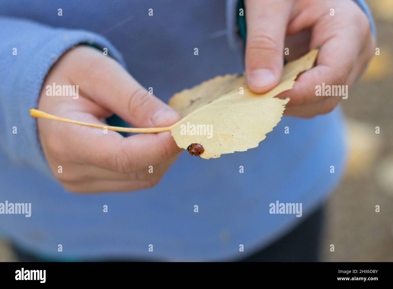 Child holding a ladybug on a fall leaf Stock Photo - Alamy