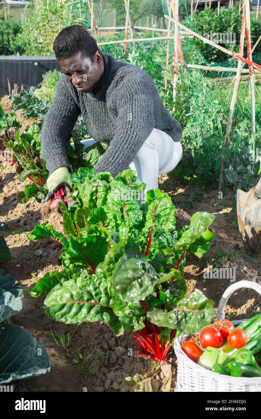 Afro american farmer man harvesting fresh beetroot Stock Photo - Alamy