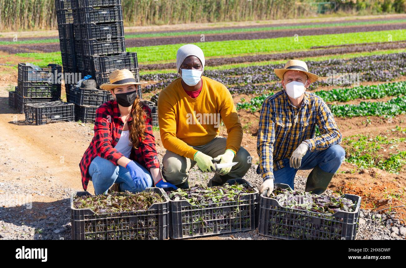 Three farmers posing on leaf vegetables field Stock Photo - Alamy