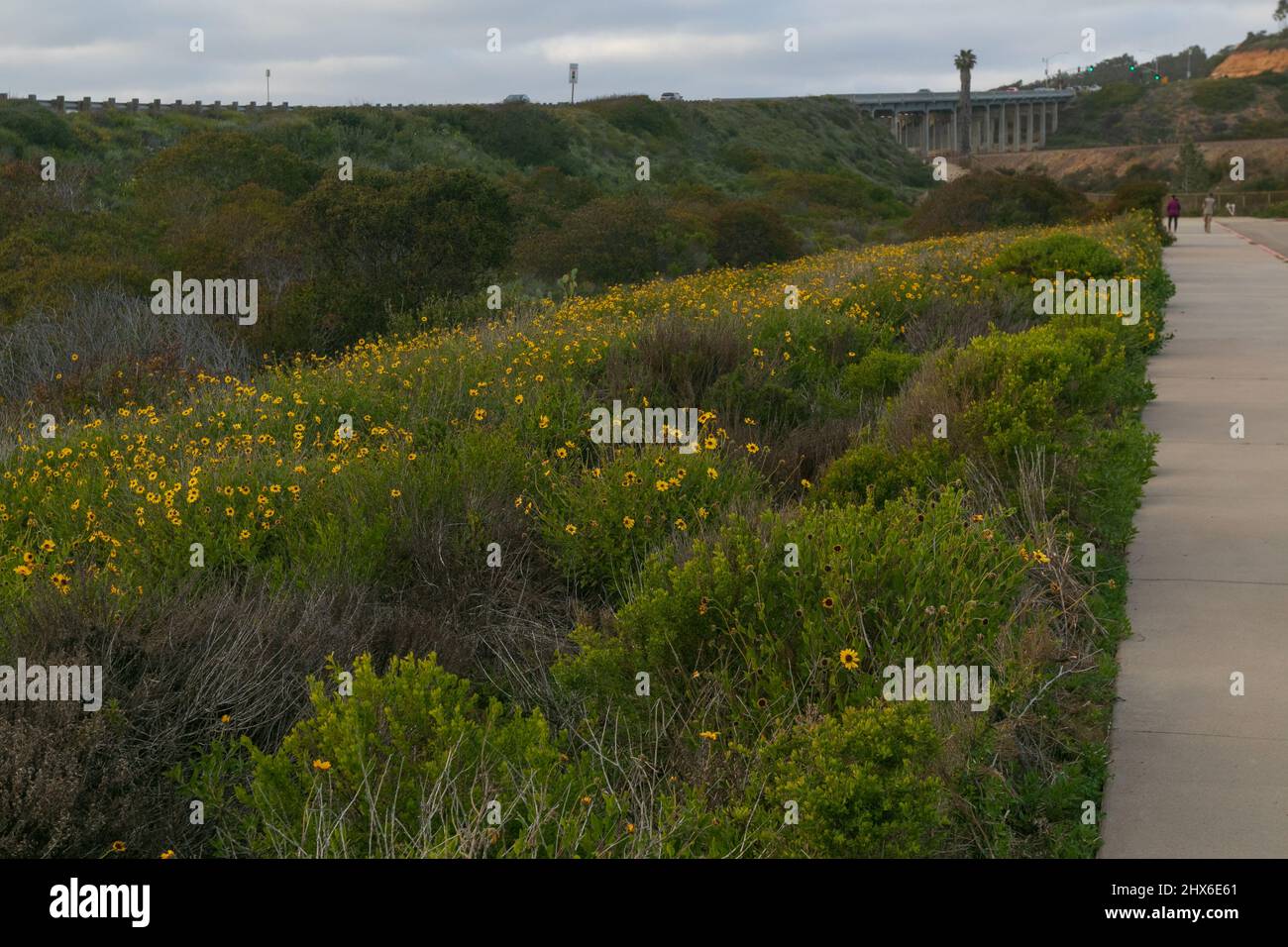 March 9, 2022: Yellow spring wildflowers, birds, rocks, and moss during ...
