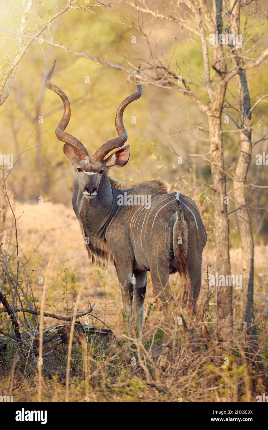 Hes a big bad buck. Full length shot of a kudu in the wild Stock Photo ...